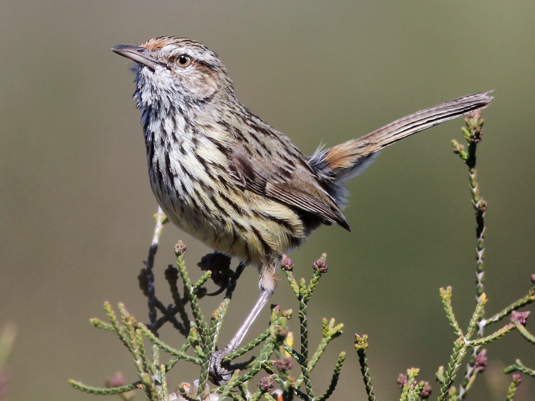 Western Fieldwren - eBird