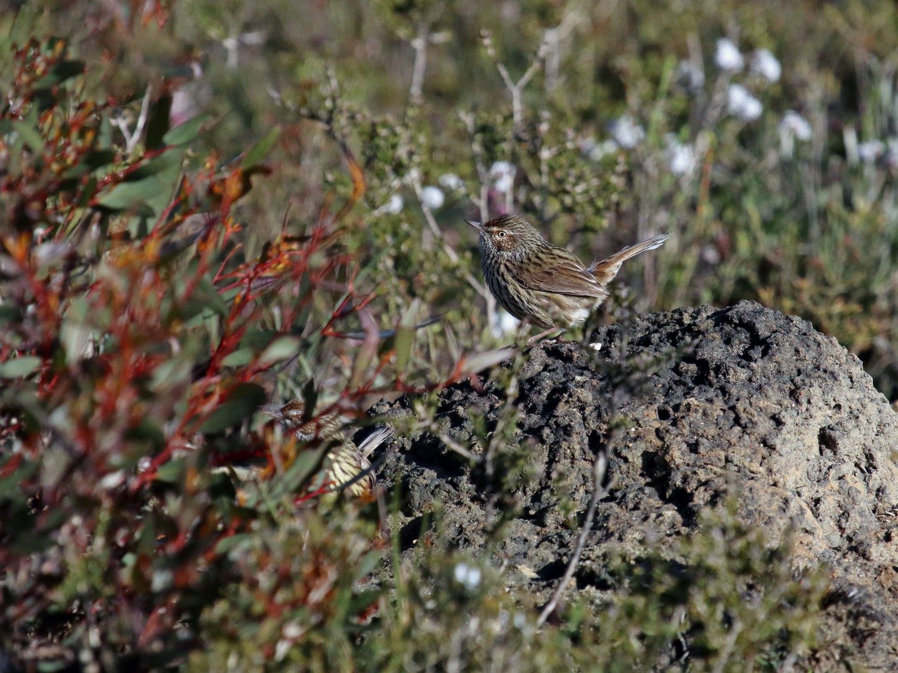 Western Fieldwren - eBird
