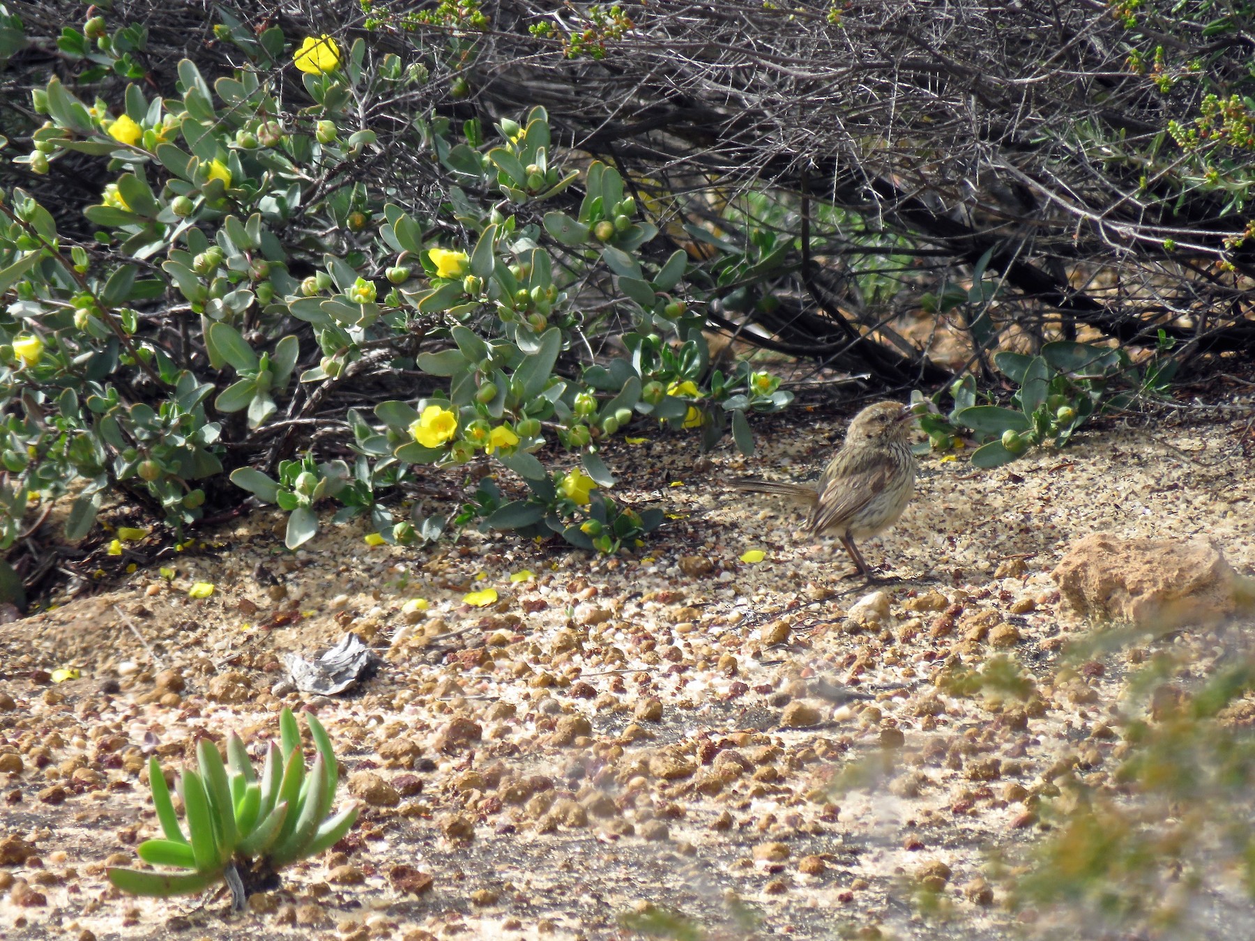 Western Fieldwren - eBird