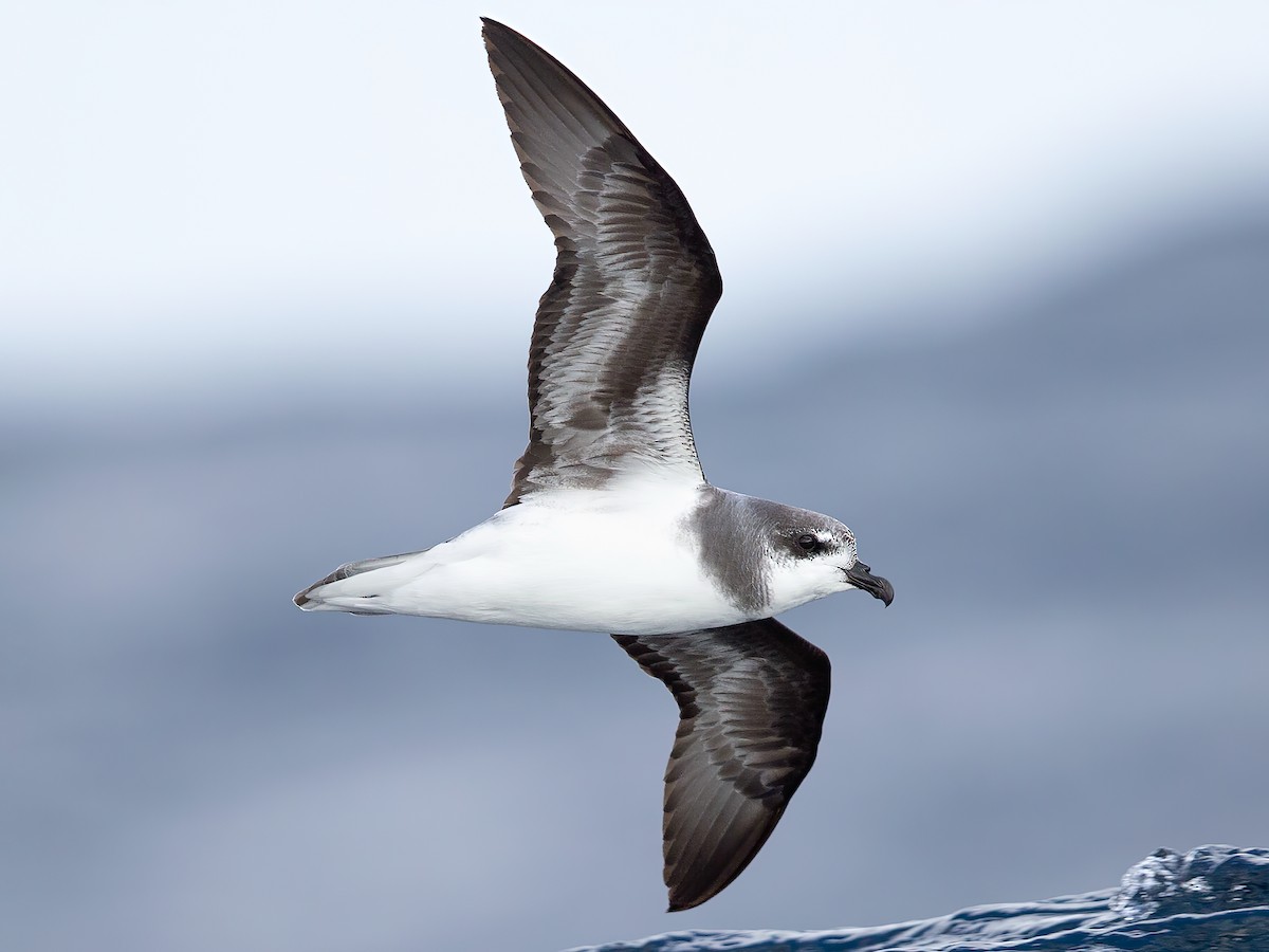Soft-plumaged Petrel - Pterodroma mollis - Birds of the World