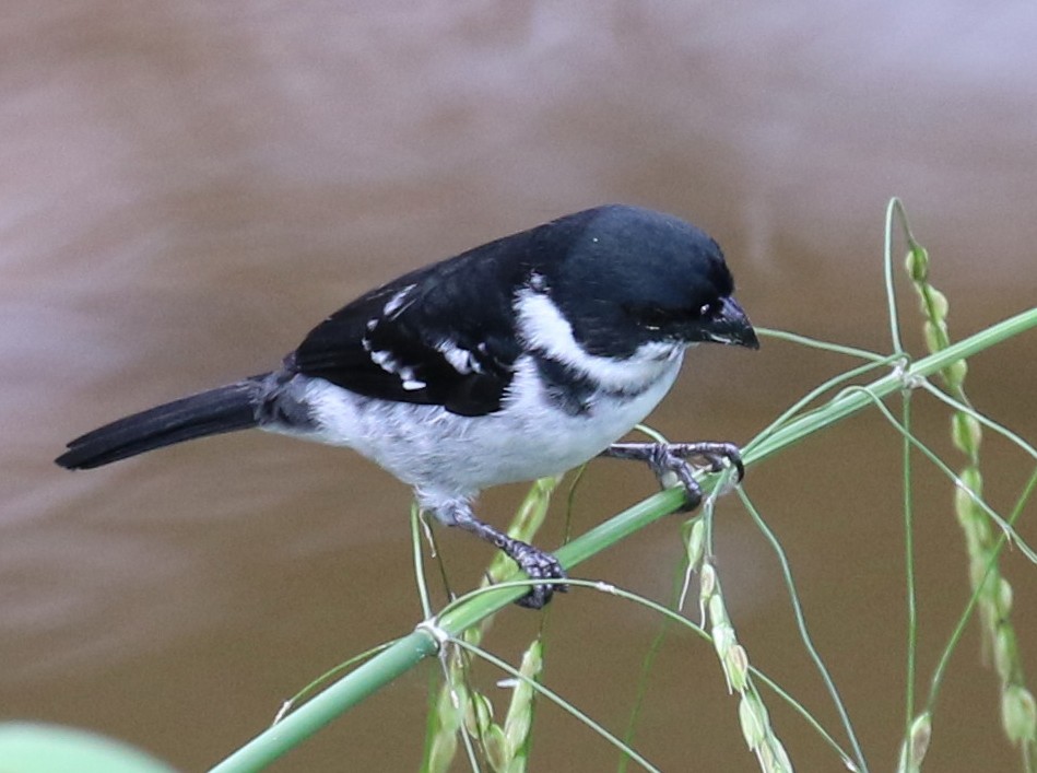 Caqueta Seedeater - eBird