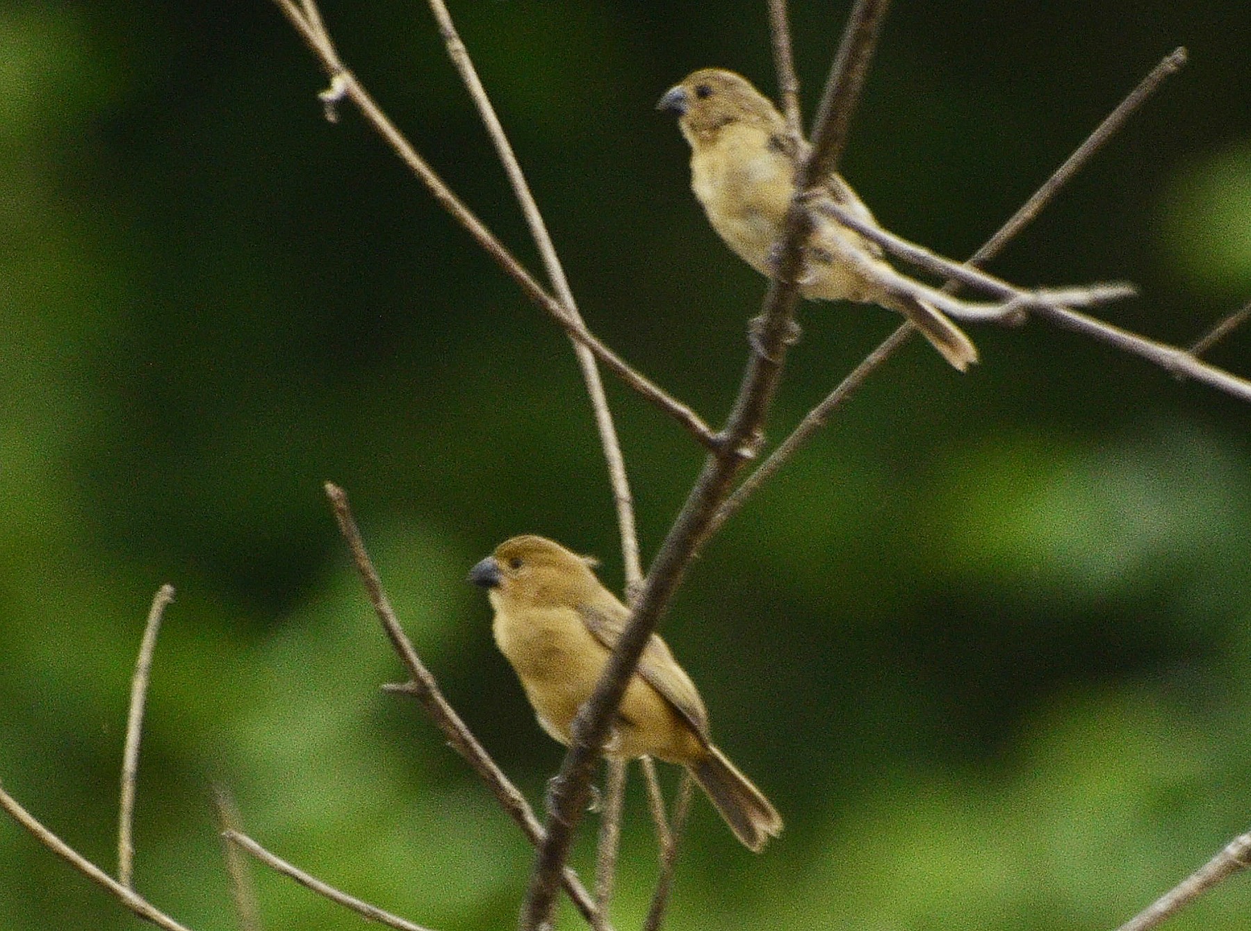 Caqueta Seedeater - eBird