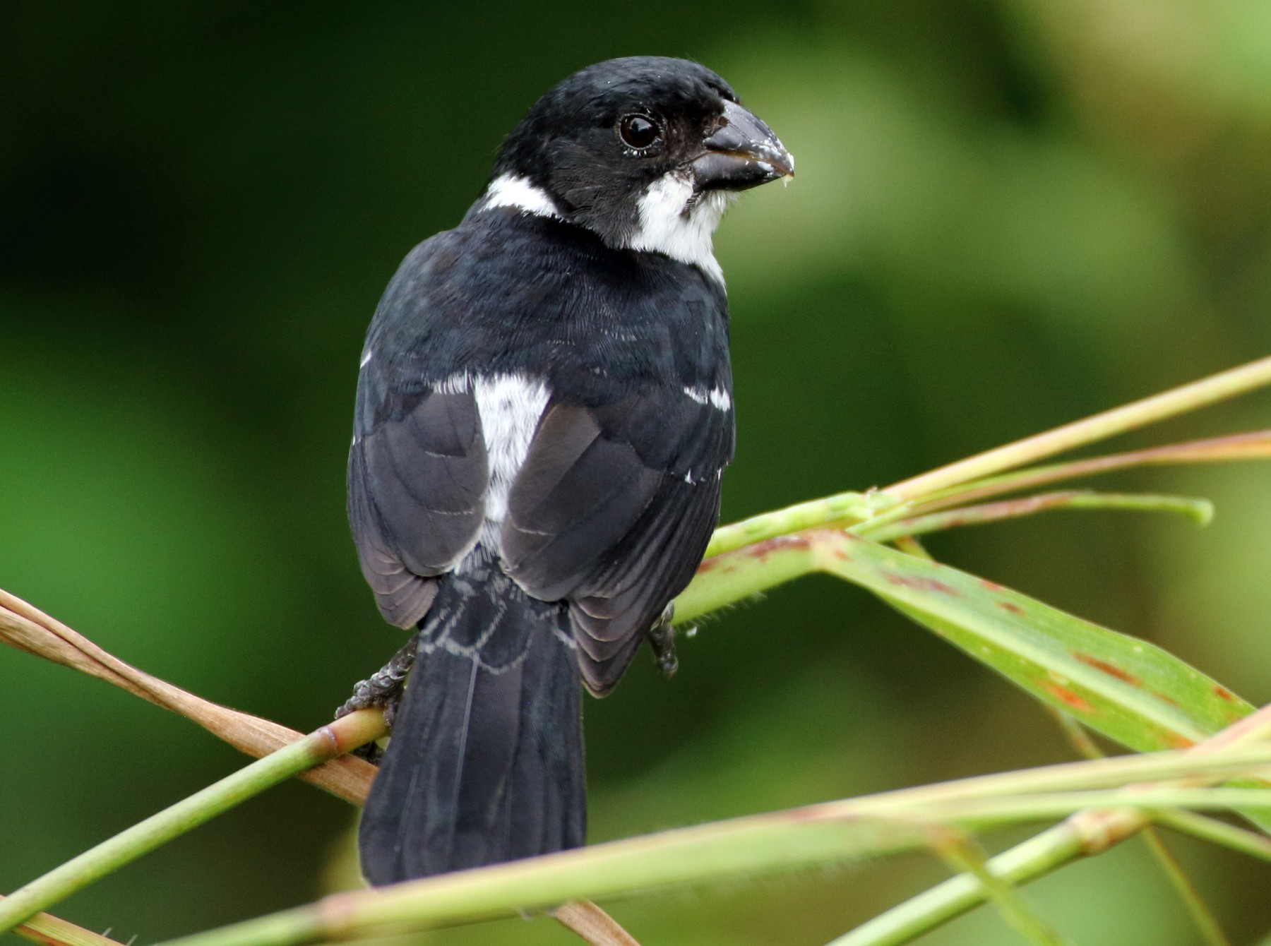 Wing-barred Seedeater (Caqueta) - eBird