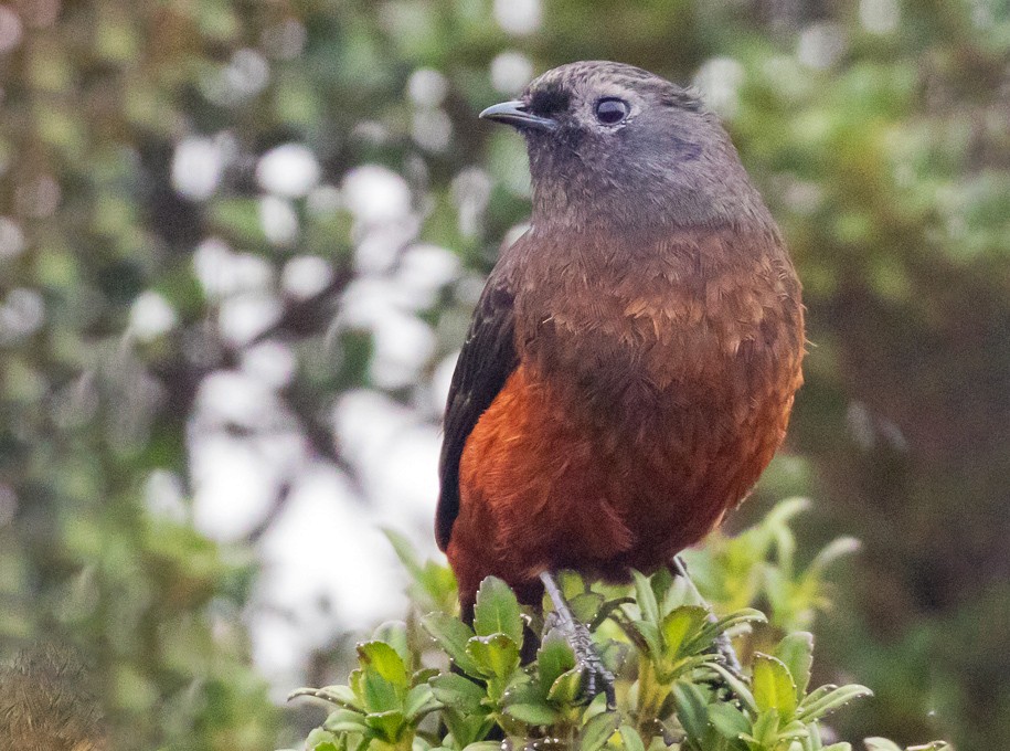 Chestnut-bellied Cotinga - eBird