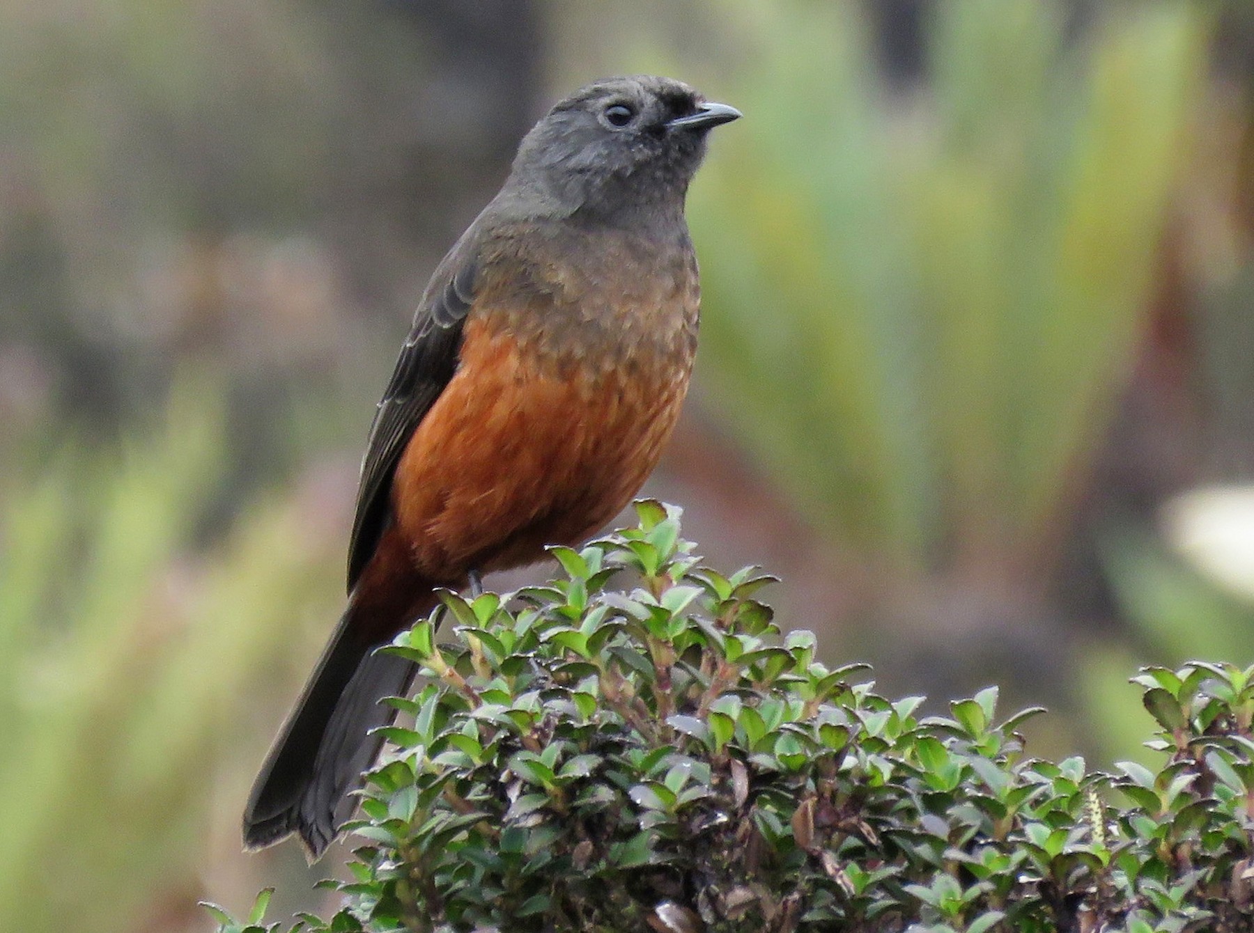 Chestnut-bellied Cotinga - eBird