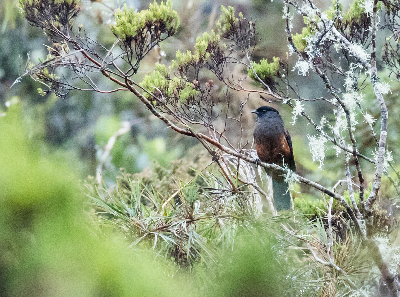 Chestnut-bellied Cotinga - eBird