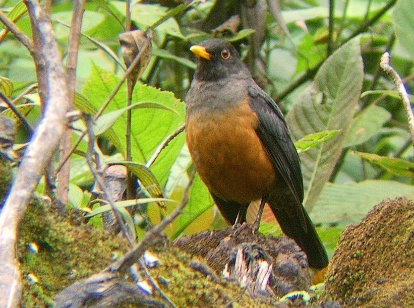 Chestnut-bellied Thrush - eBird