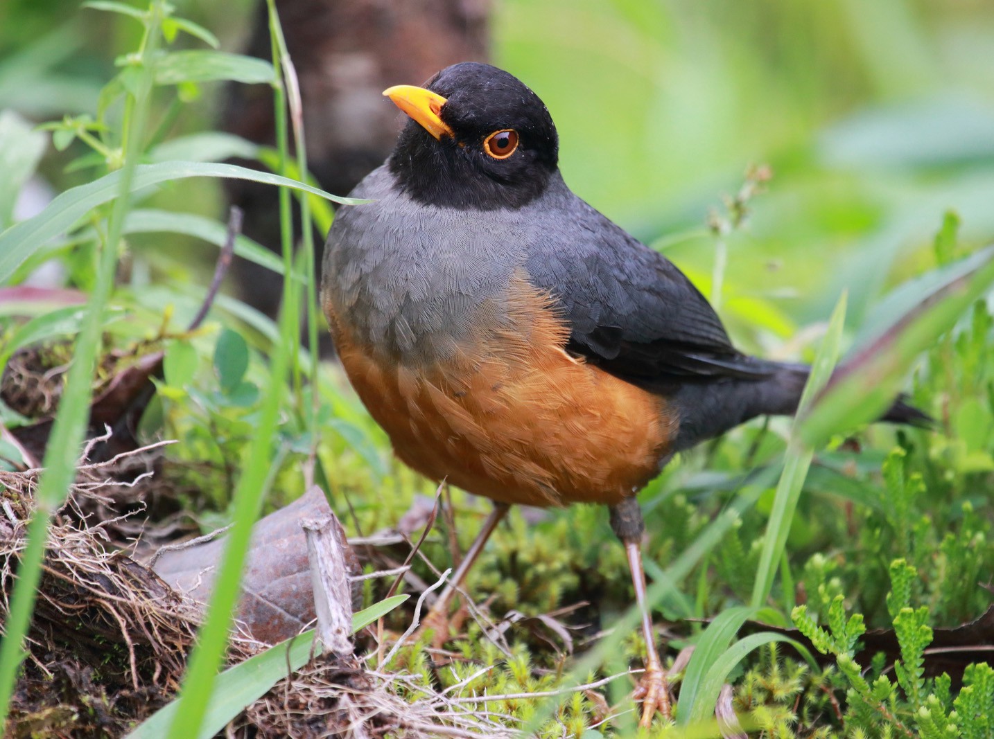 Chestnut-bellied Thrush - eBird