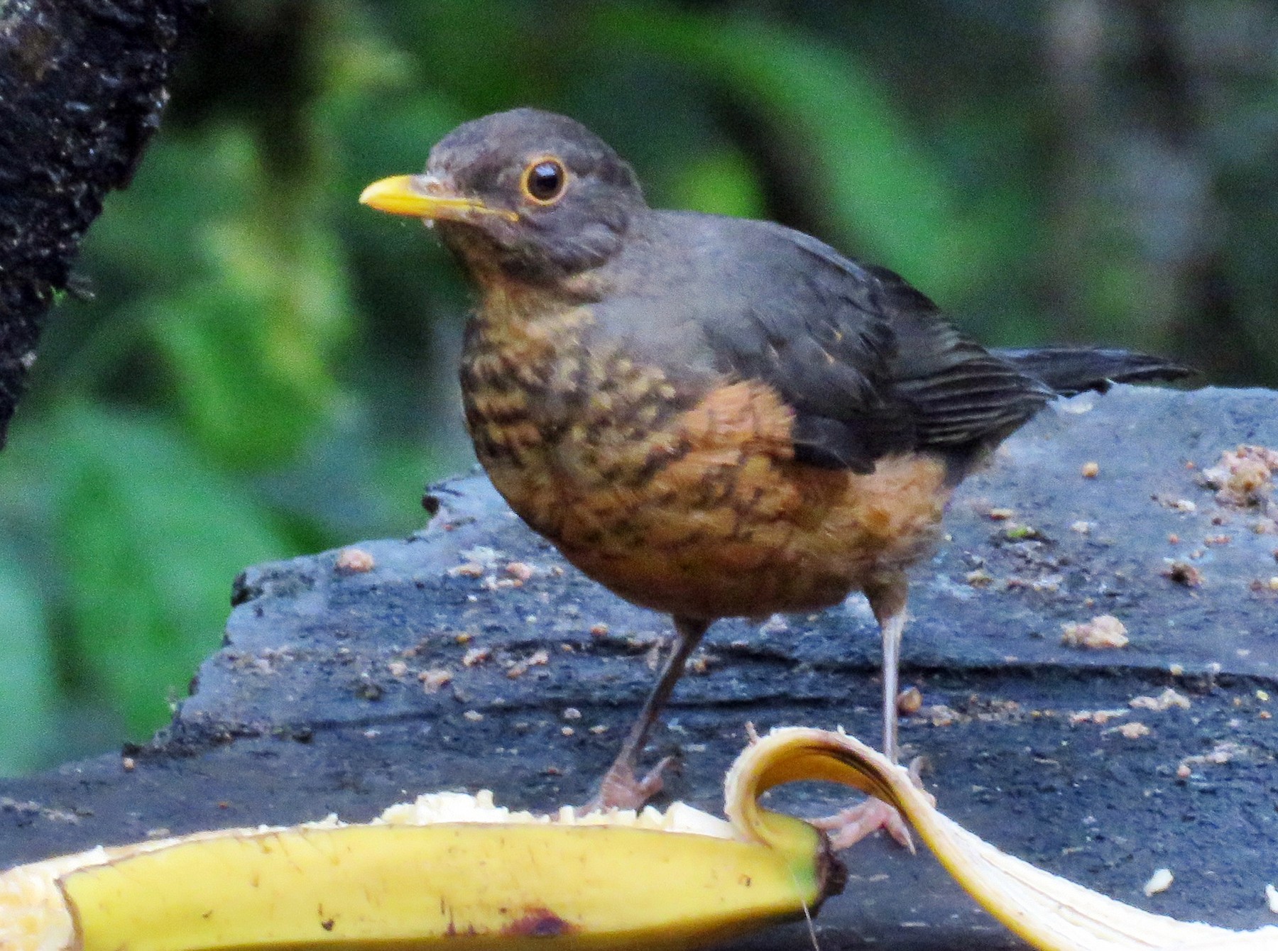 Chestnut-bellied Thrush - eBird