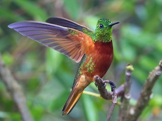 Chestnut-breasted Coronet - eBird