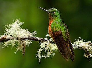 Chestnut-breasted Coronet - eBird