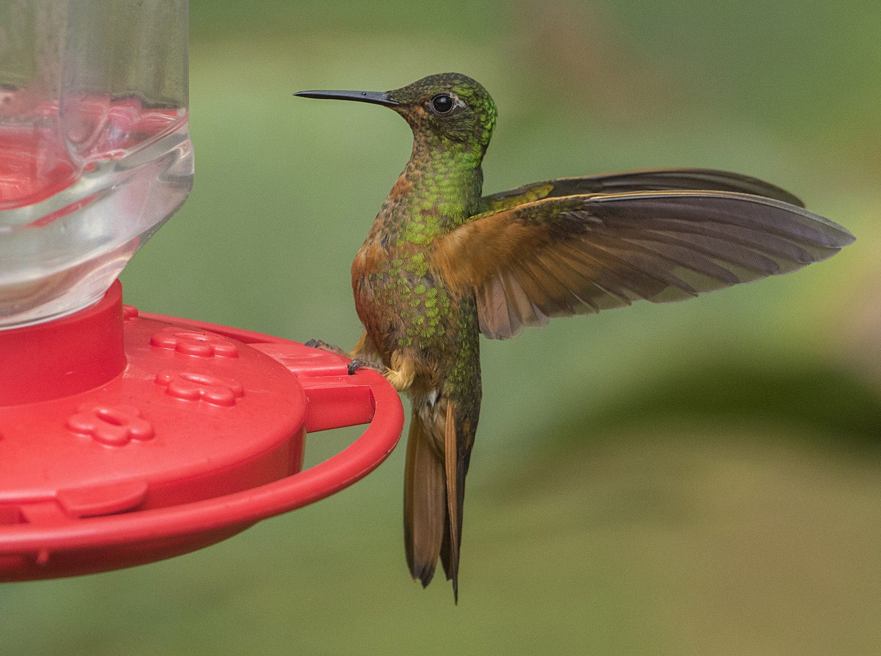 Chestnut-breasted Coronet - eBird