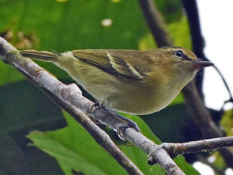 Choco Vireo - eBird