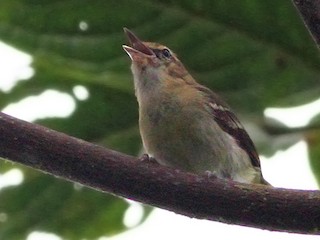 Choco Vireo - eBird