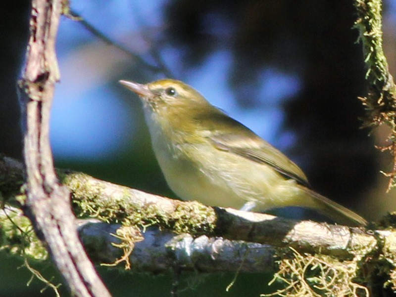 Choco Vireo - eBird