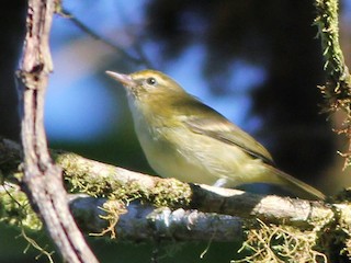 Choco Vireo - eBird