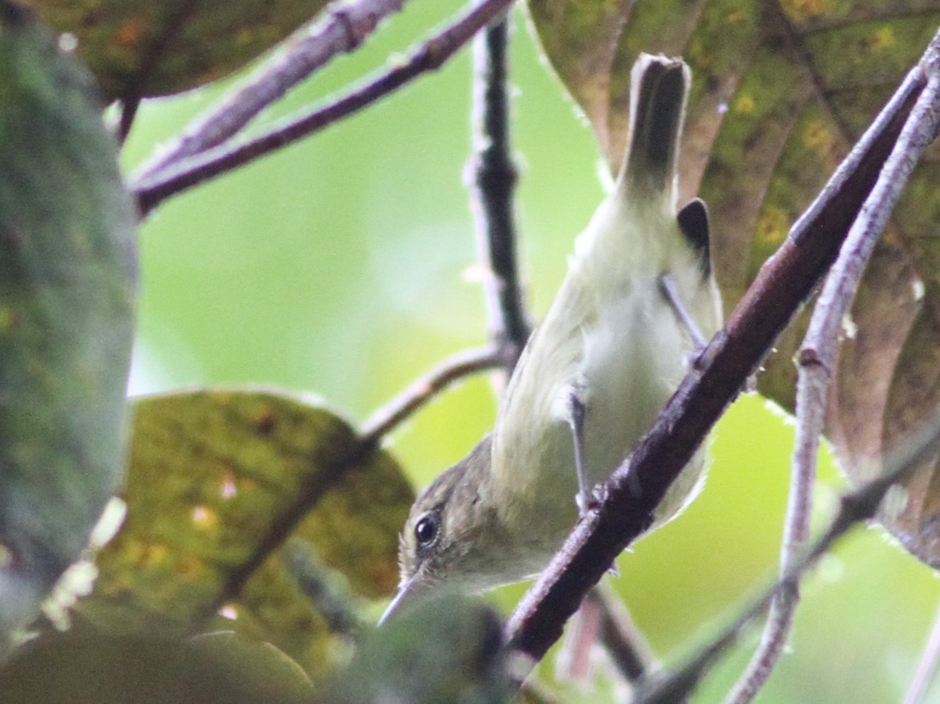 Choco Vireo - eBird