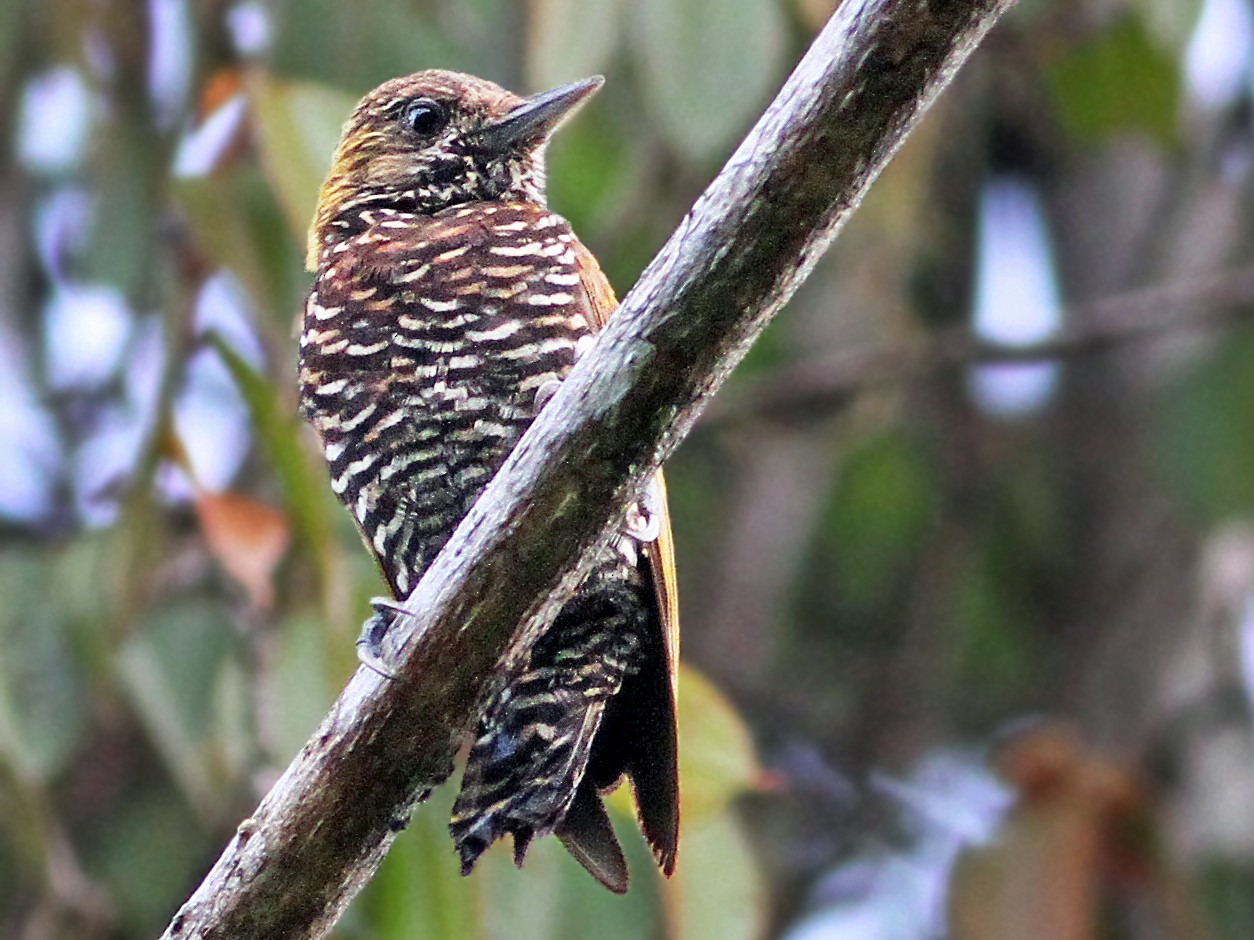 Choco Woodpecker - eBird
