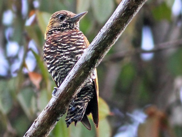 Photos - Choco Woodpecker - Dryobates chocoensis - Birds of the World