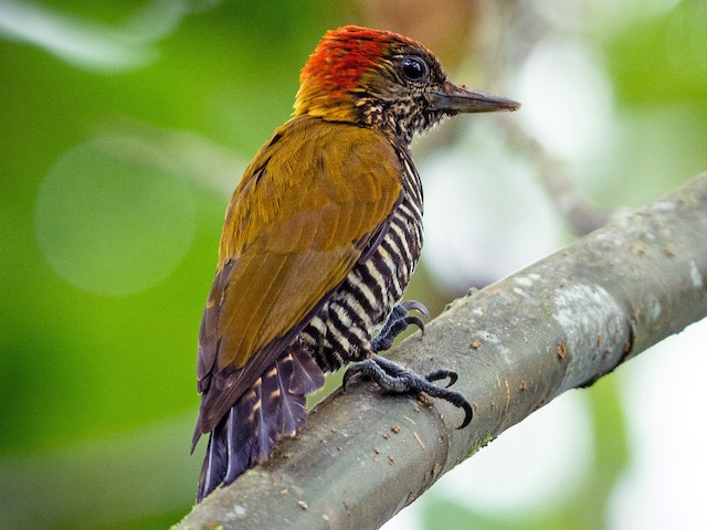 Photos - Choco Woodpecker - Dryobates chocoensis - Birds of the World