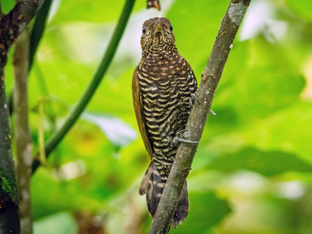 Photos - Choco Woodpecker - Dryobates chocoensis - Birds of the World