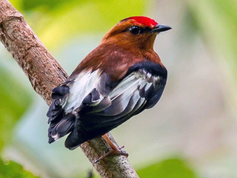 Club-winged Manakin - eBird