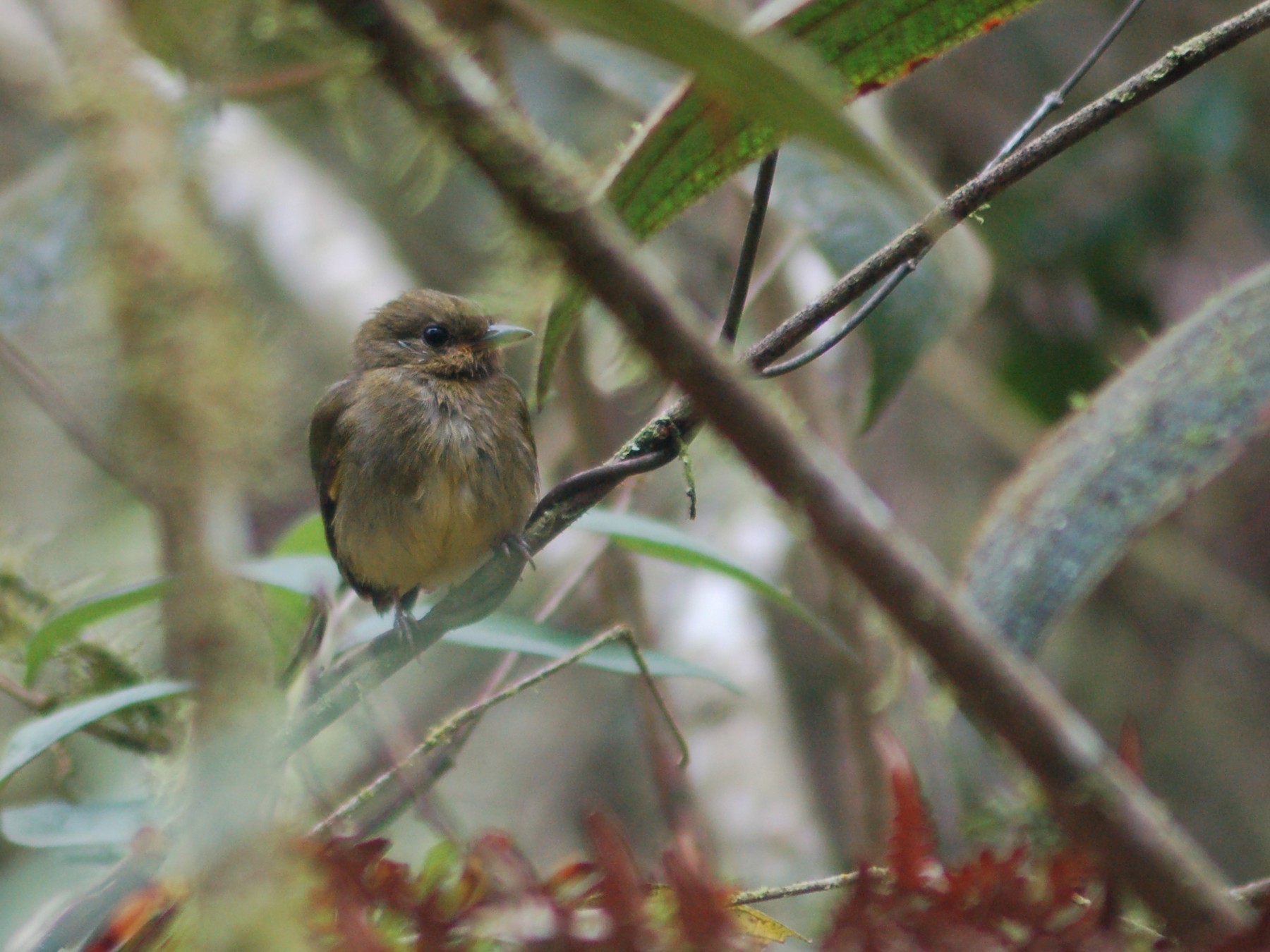 Club-winged Manakin - eBird