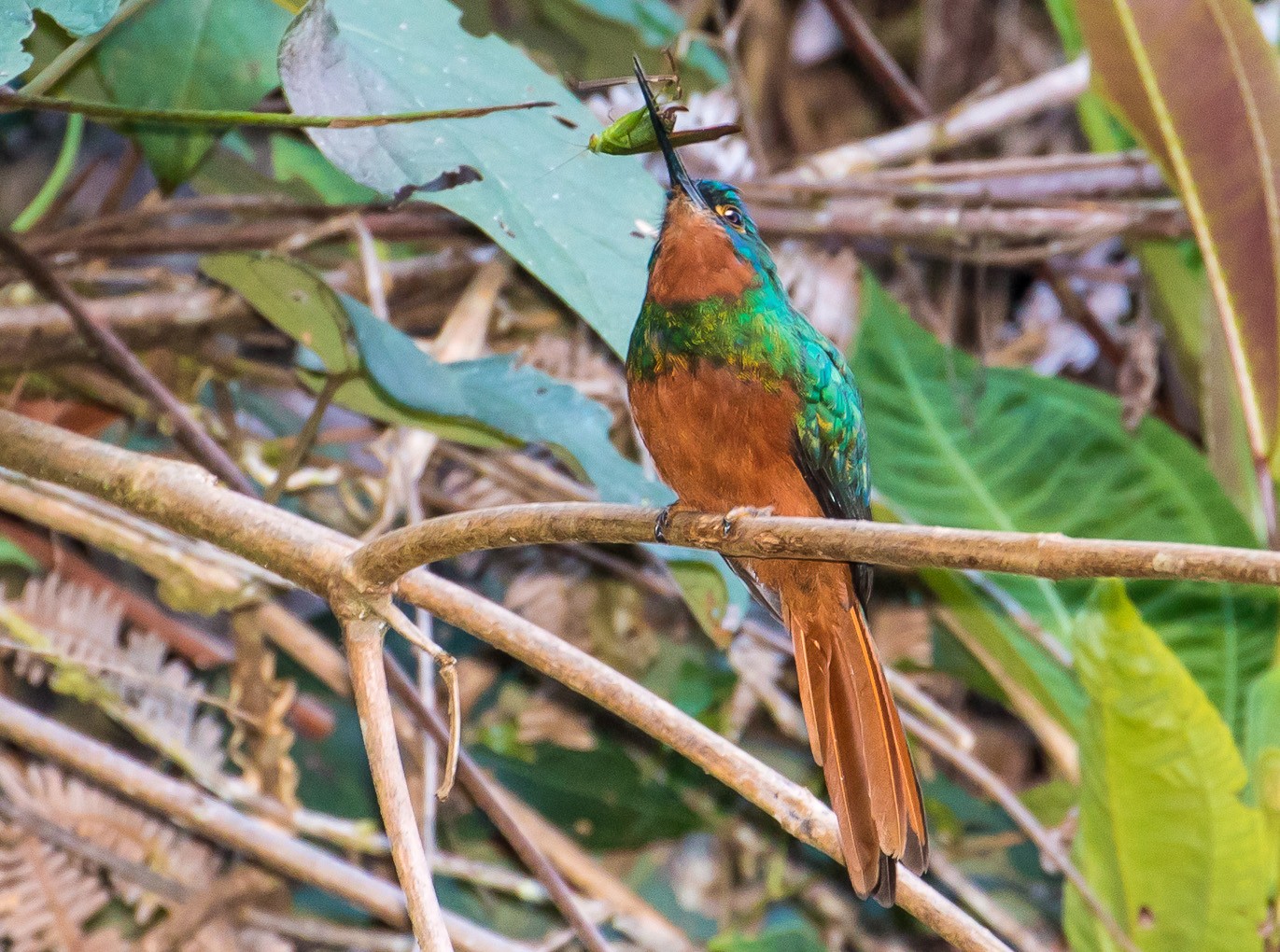 Coppery-chested Jacamar - eBird
