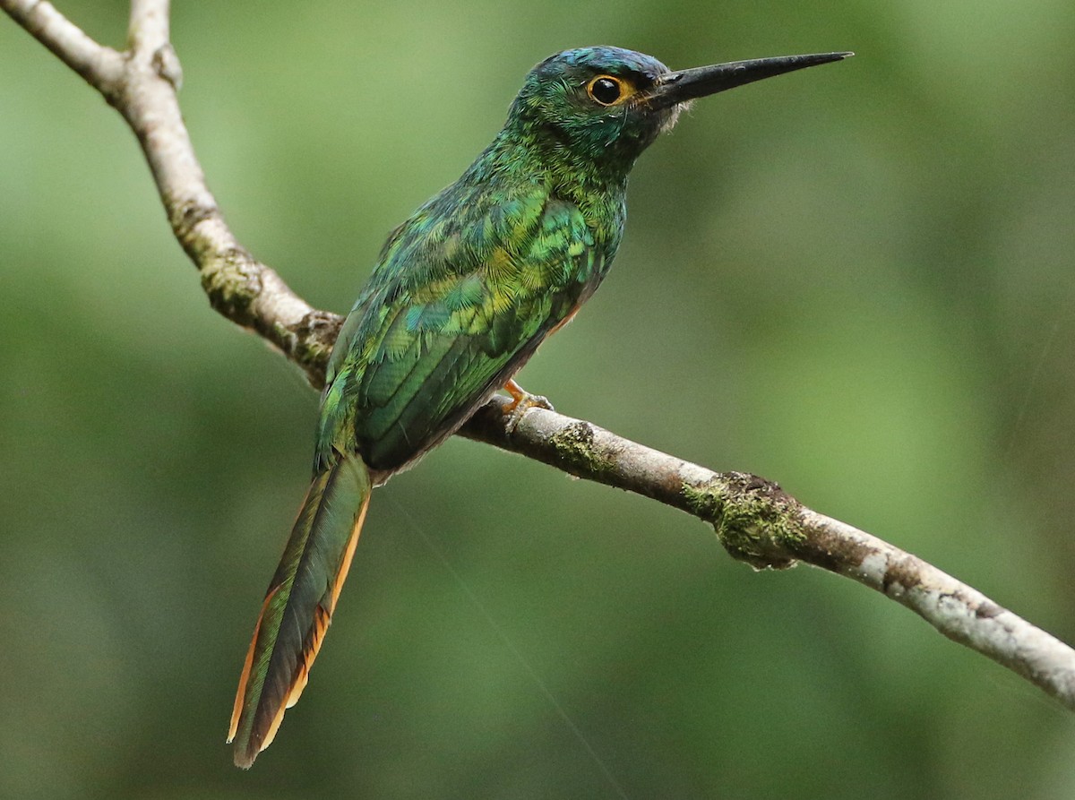 Coppery-chested Jacamar - Galbula pastazae - Birds of the World