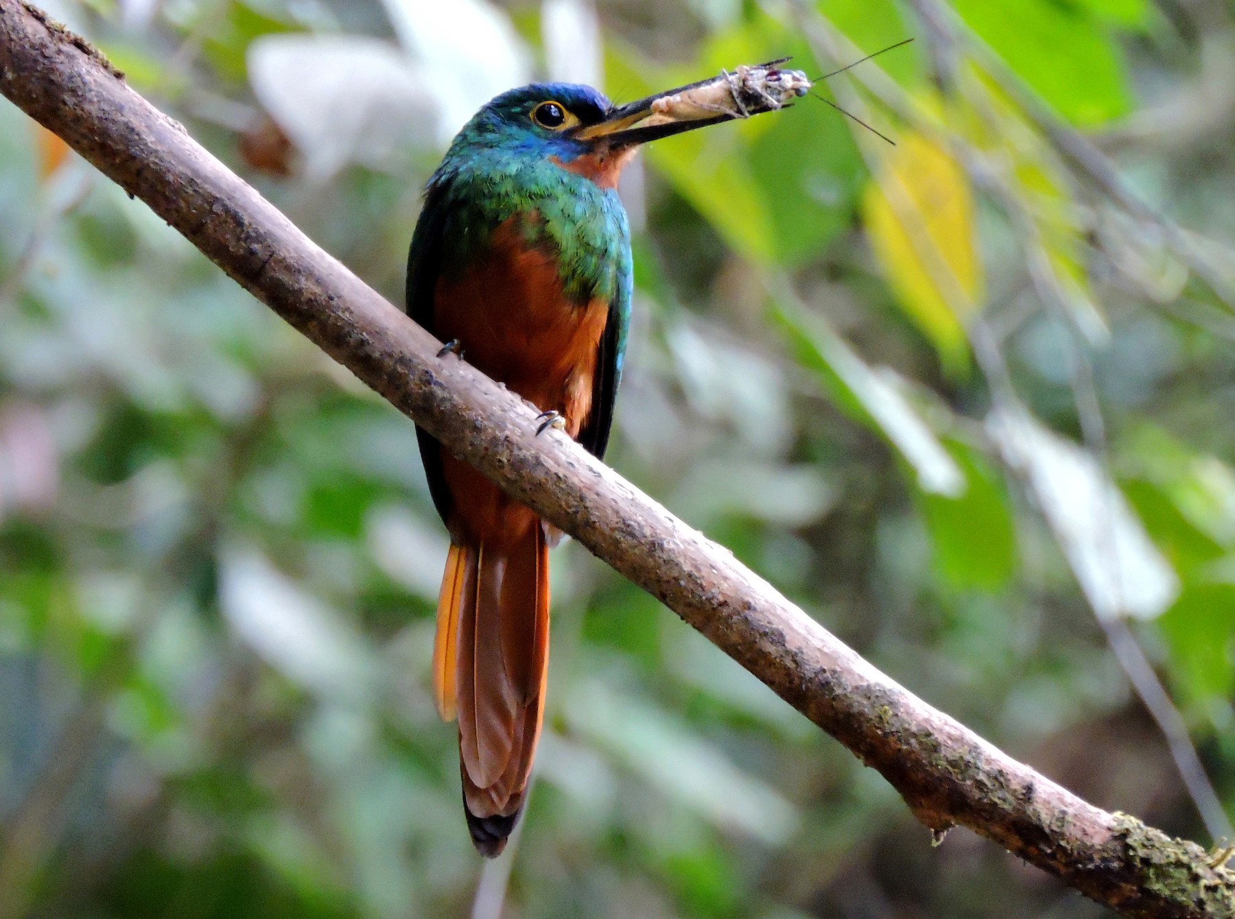 Coppery-chested Jacamar - eBird