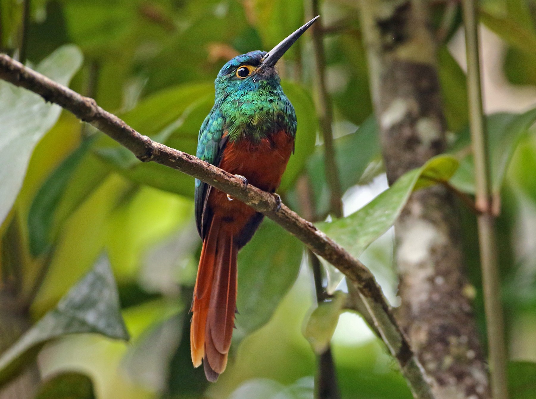 Jacamará Cobrizo - eBird