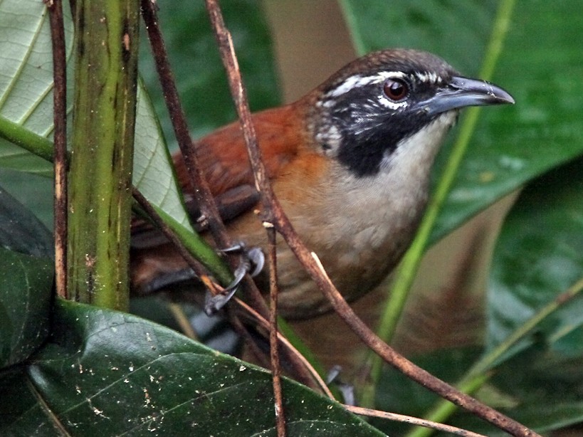 Coraya Wren - eBird