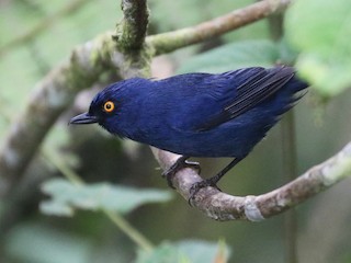 Deep-blue Flowerpiercer - eBird