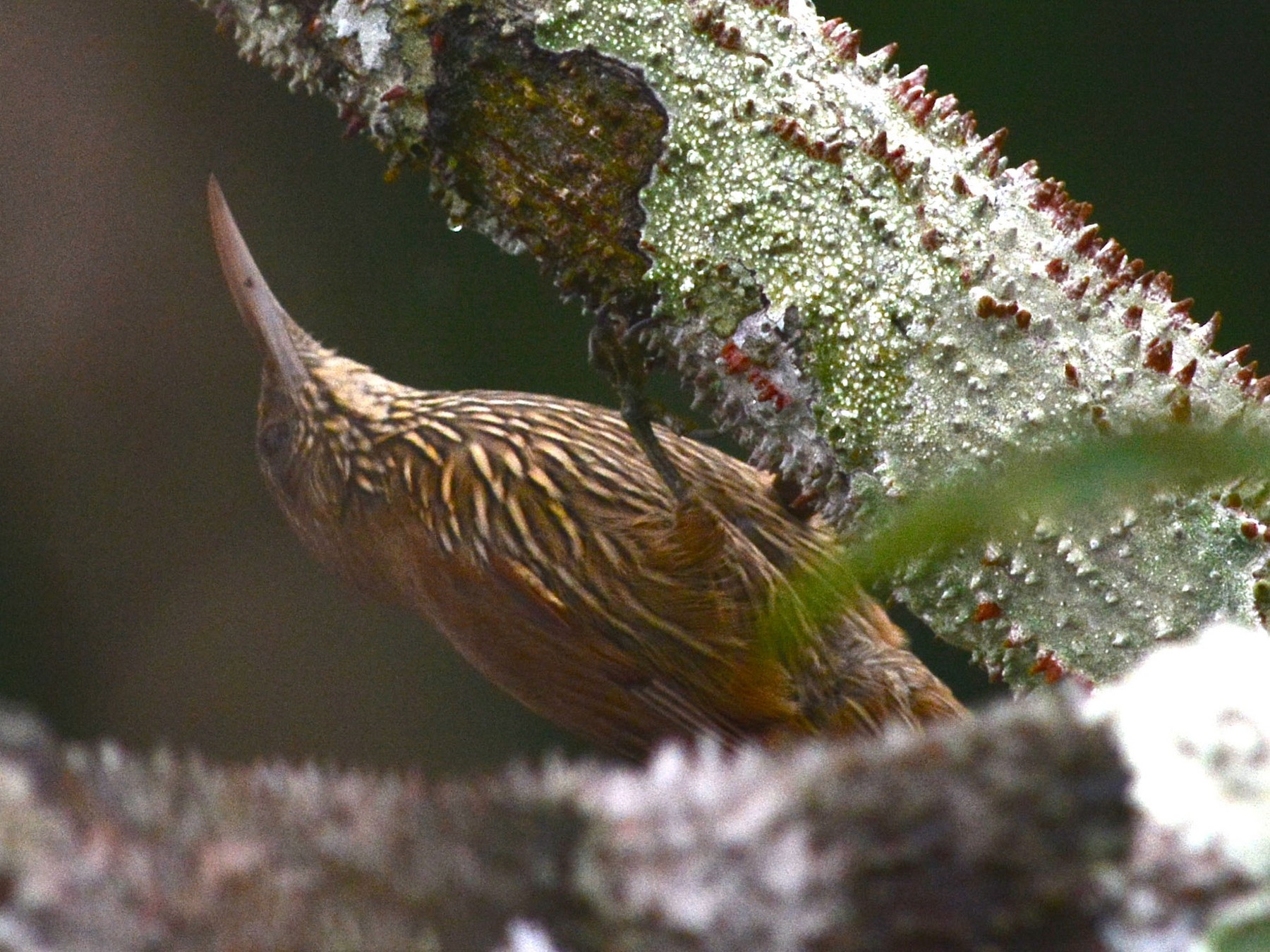 Duida Woodcreeper - eBird