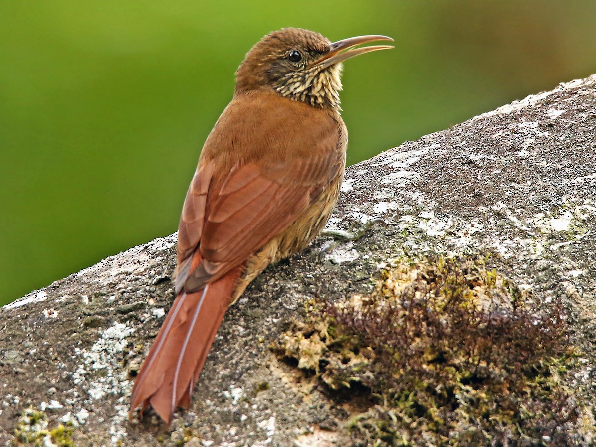 Duida Woodcreeper - Lepidocolaptes duidae - Birds of the World