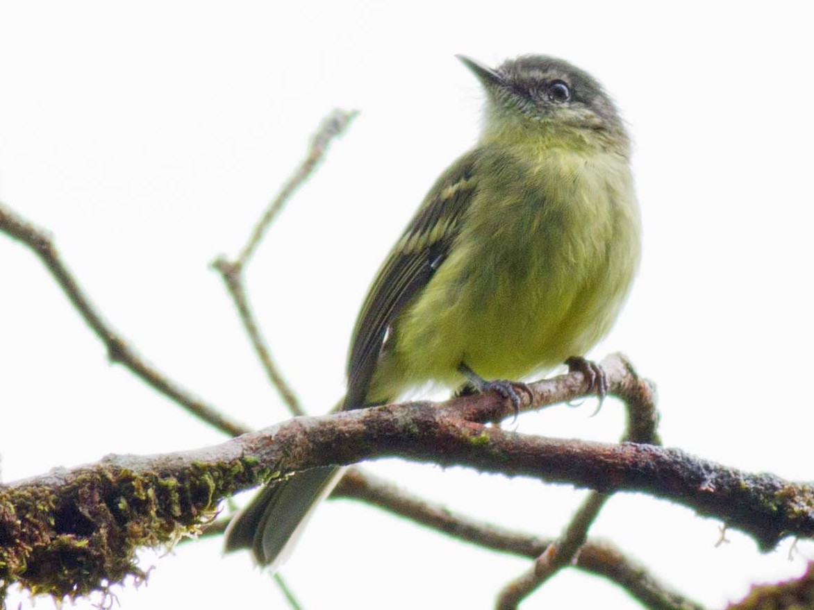 Ecuadorian Tyrannulet - eBird