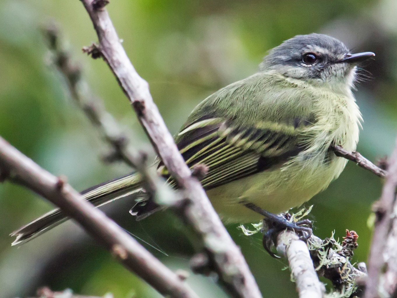 Ecuadorian Tyrannulet - eBird