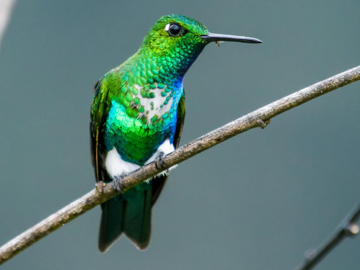 Emerald-bellied Puffleg - eBird
