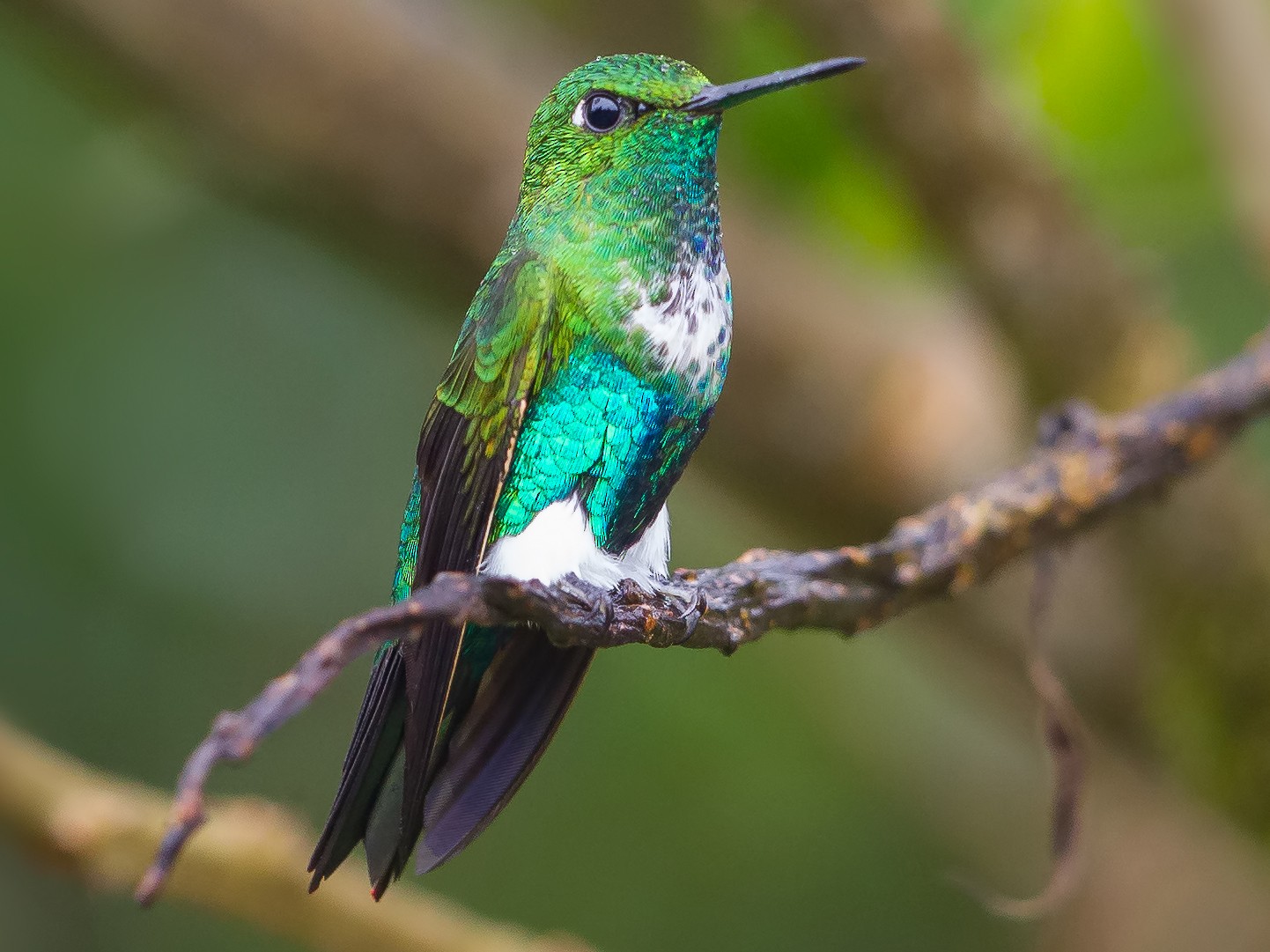 Emerald-bellied Puffleg - eBird