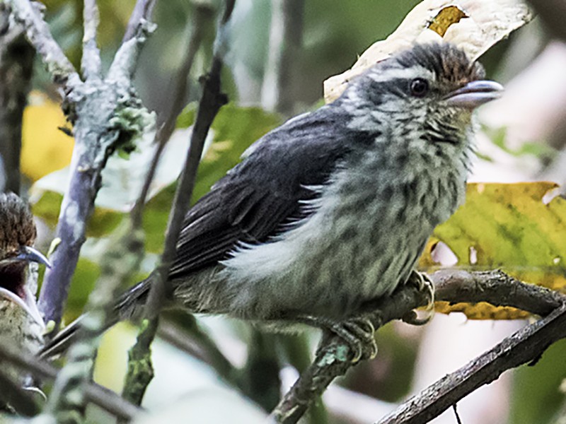 Equatorial Graytail - eBird