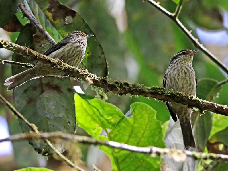 Equatorial Graytail - eBird