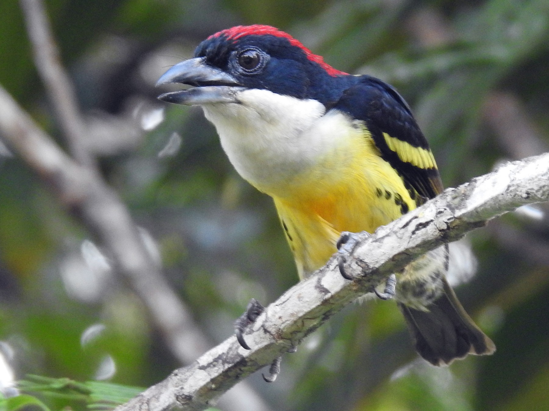 Five-colored Barbet - eBird