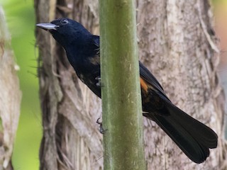 Fulvous-crested Tanager - eBird