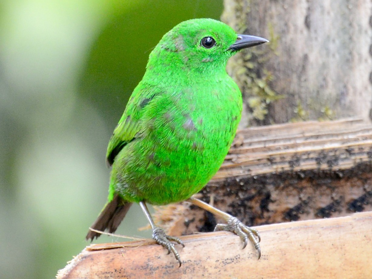 Glistening-green Tanager - eBird
