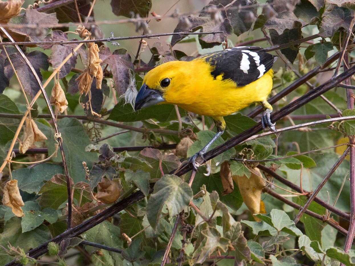 Golden Grosbeak - eBird