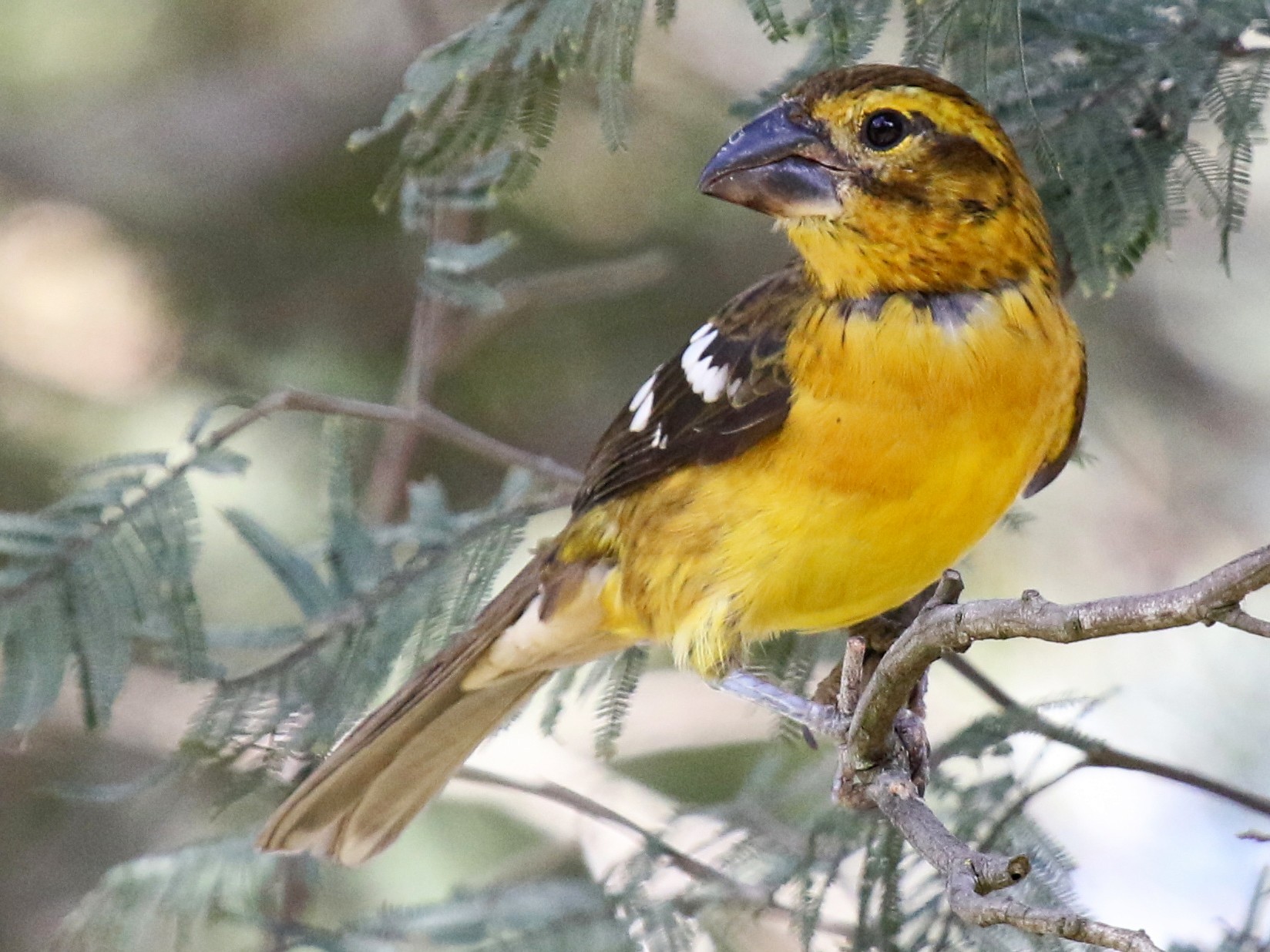 Golden Grosbeak - eBird