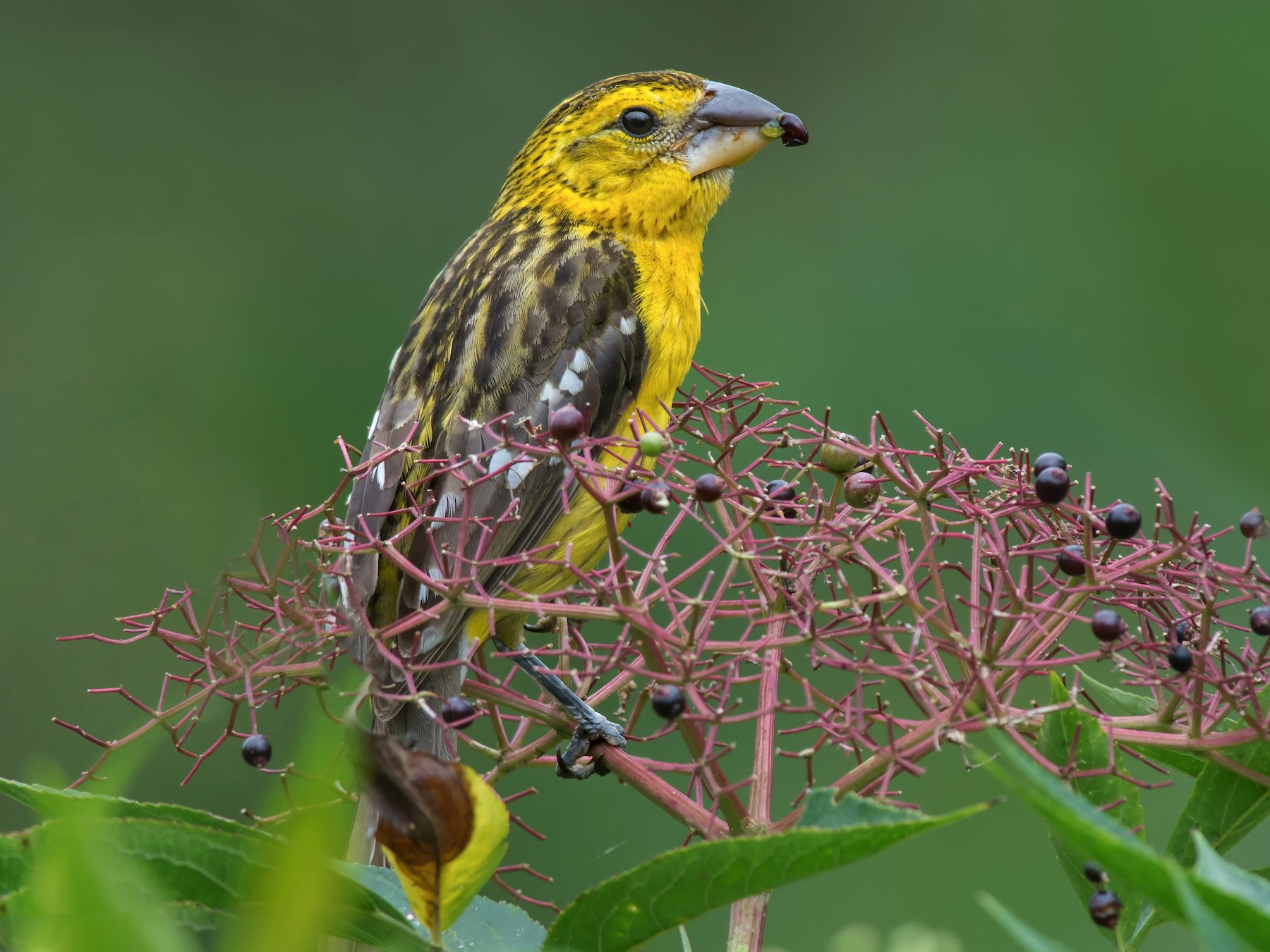 Golden Grosbeak - eBird