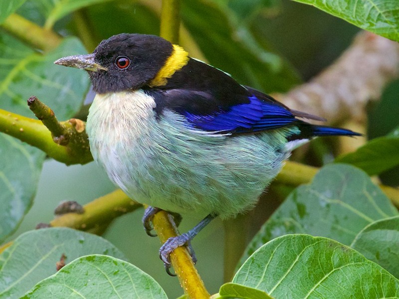Golden-collared Honeycreeper - eBird