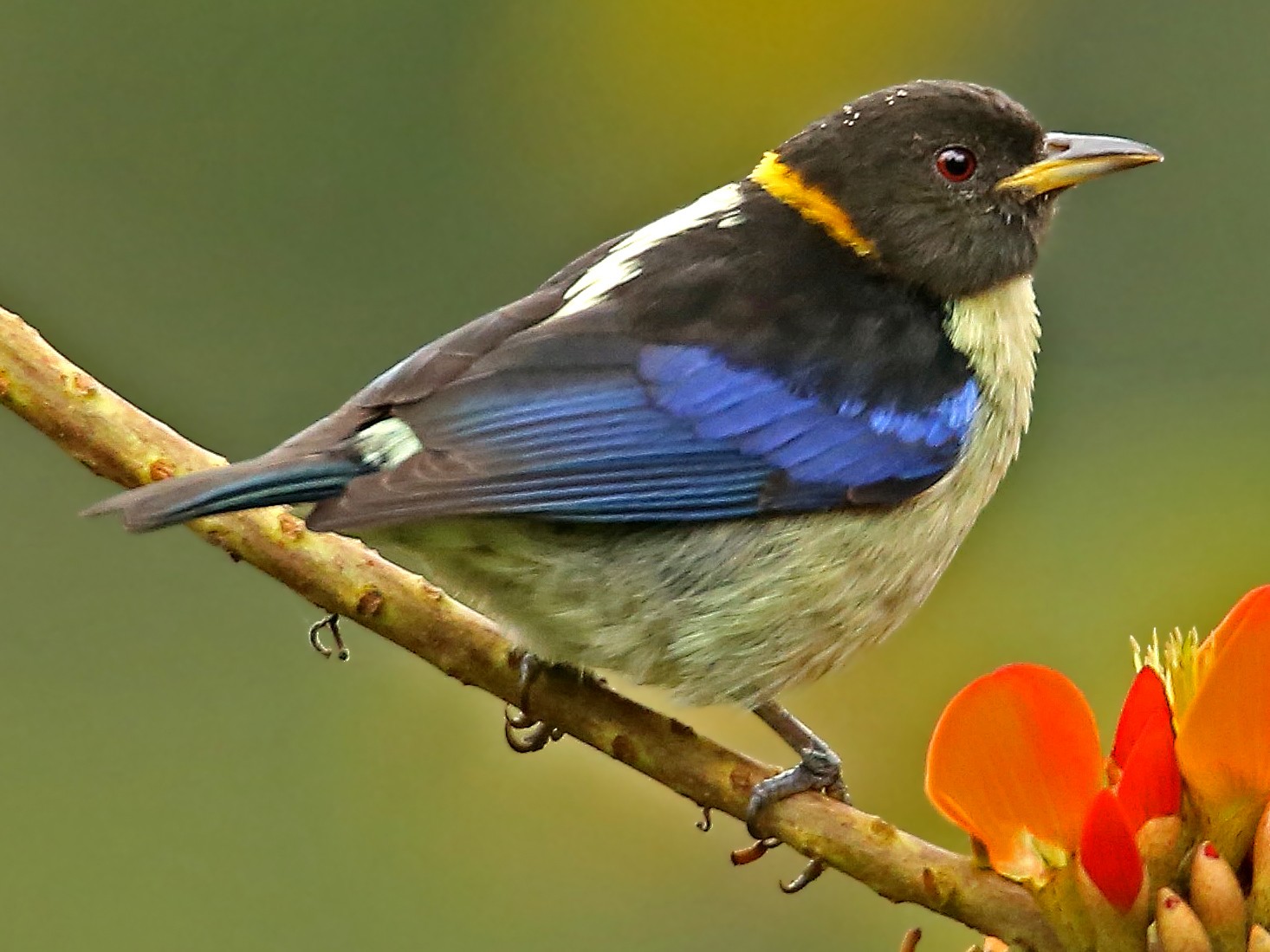 Golden-collared Honeycreeper - eBird