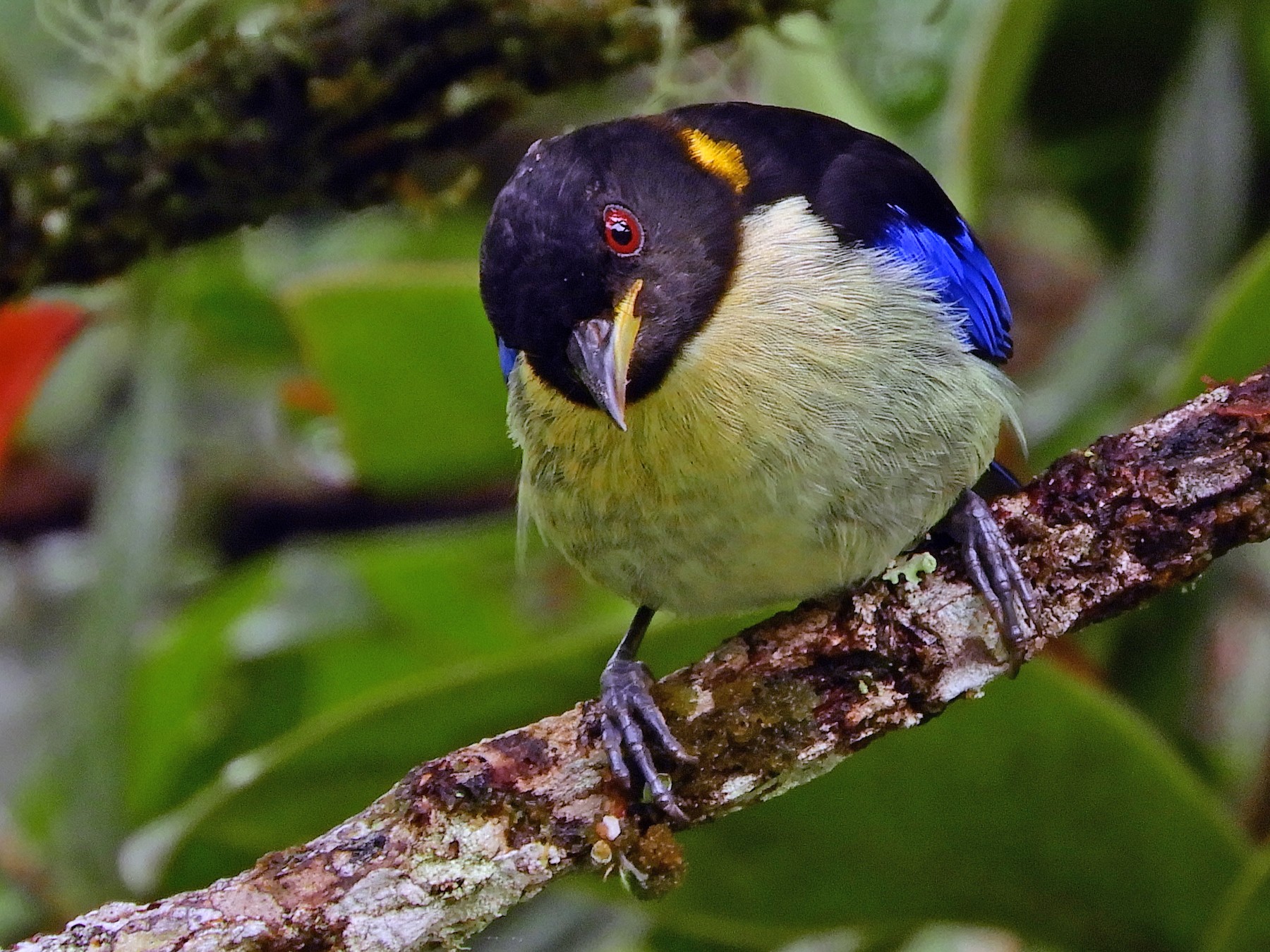 Golden-collared Honeycreeper - eBird